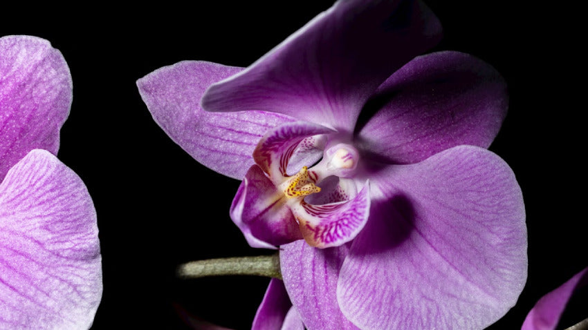 Astrological Shifts: Mercury Meets Jupiter and Venus Challenges Pluto ...